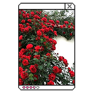 OHXSM Rare Plant Seed 100 Pcs Red Climbing Rose Seeds Garden Flower Plant Seeds