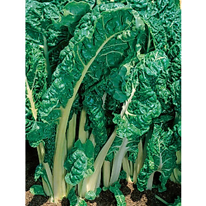Burpee Fordhook® Giant (Organic) Swiss Chard Seeds 350 seeds