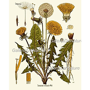 Botanical Flower Set of 4 Art Prints Antique Beautiful Red Rose Poppy Large Black Hollyhock Dandelion Spring Summer Garden Home Room Wall Decor Unframed KOH