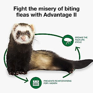 Advantage II Ferret Vet-Recommended Flea Treatment & Prevention | Ferret 1+ lbs. | 2-Month Supply