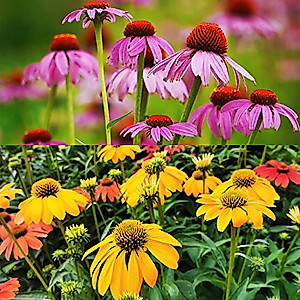 MOKALALA 100 Pcs Purple Coneflower Seeds | Non-GMO | Echinacea Seeds for Planting Home Garden