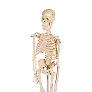 American Educational Skeleton Model, 17" Height