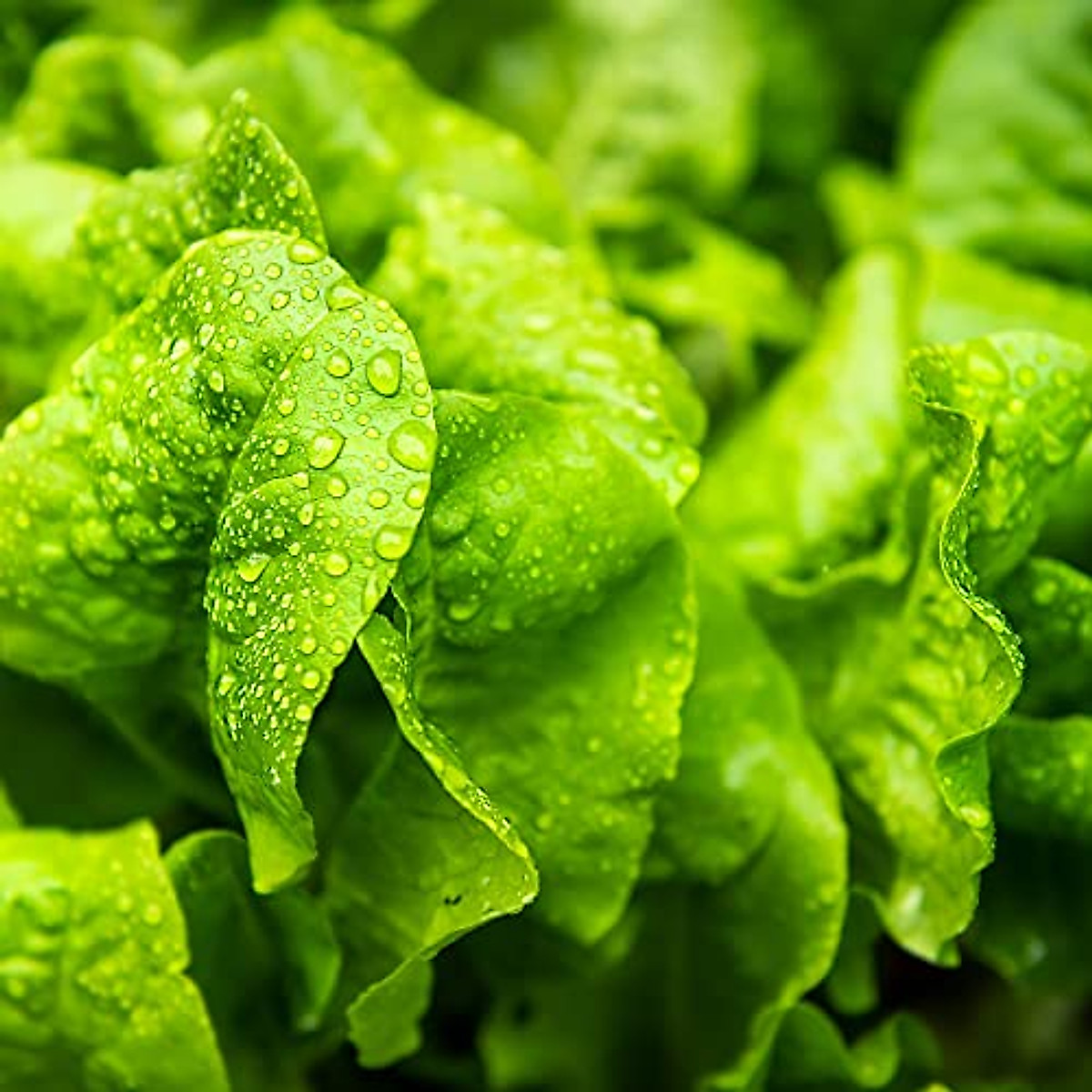 Organic Lettuce Seeds (Heirloom Buttercrunch) - Approx 1500 Seeds - Certified Organic, Non-GMO, Open Pollinated, Heirloom, USA Origin