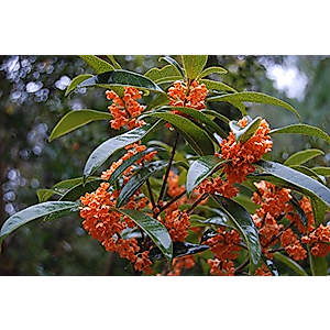 New Life Nursery & Garden / - Red Flowering Fragrant Tea Olive (osmanthus), Quart Pot,