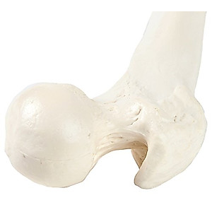 Axis Scientific Femur Bone Model | Left | Cast from a Real Human Femur Bone l Upper Leg Bone Model Has Realistic Texture and Important Bony Landmarks | Includes Product Manual
