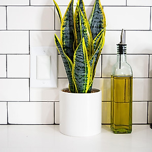 Qdos StayPut Double Outlet Plug Cover - One Plug Covers both Outlets! - Secure Fit and Beveled Edges Prevent Small Fingers from Removing Unlike Inferior Products| Fits All Outlets | 6 pack | White