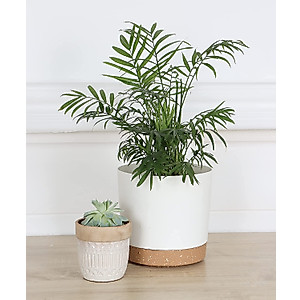 Kubvici 2 Pack 8 inch Planters