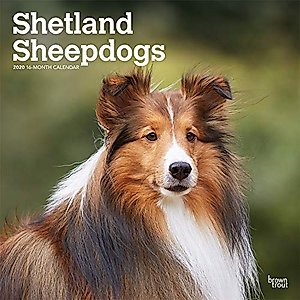 Shetland Sheepdogs 2020 12 x 12 Inch Monthly Square Wall Calendar, Animals Dog Breeds