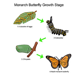 Odowalker 24PCS Life Cycle Figures,Insect Figurines Life Cycle of Monarch Butterfly,Honey Bee,Ladybug,Praying Mantis,Dragonfly,Grasshopper Safariology Bug Figures Kits Educational School Project