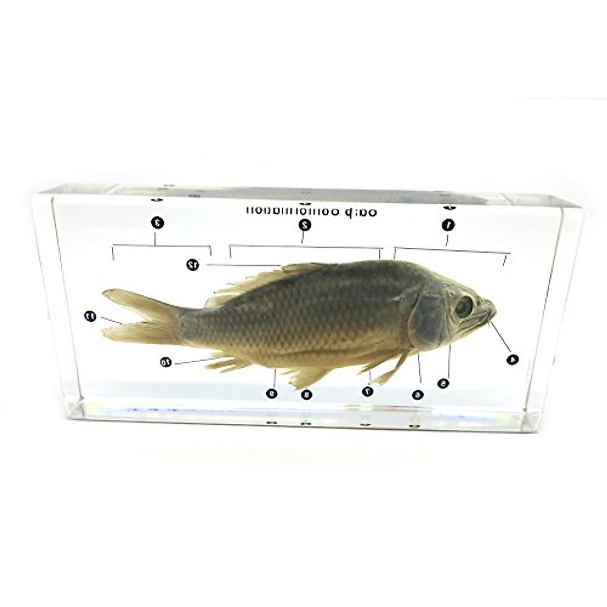 Fish Carp Conformation Specimen in Acrylic Block Paperweights Science Classroom Specimens for Science Education