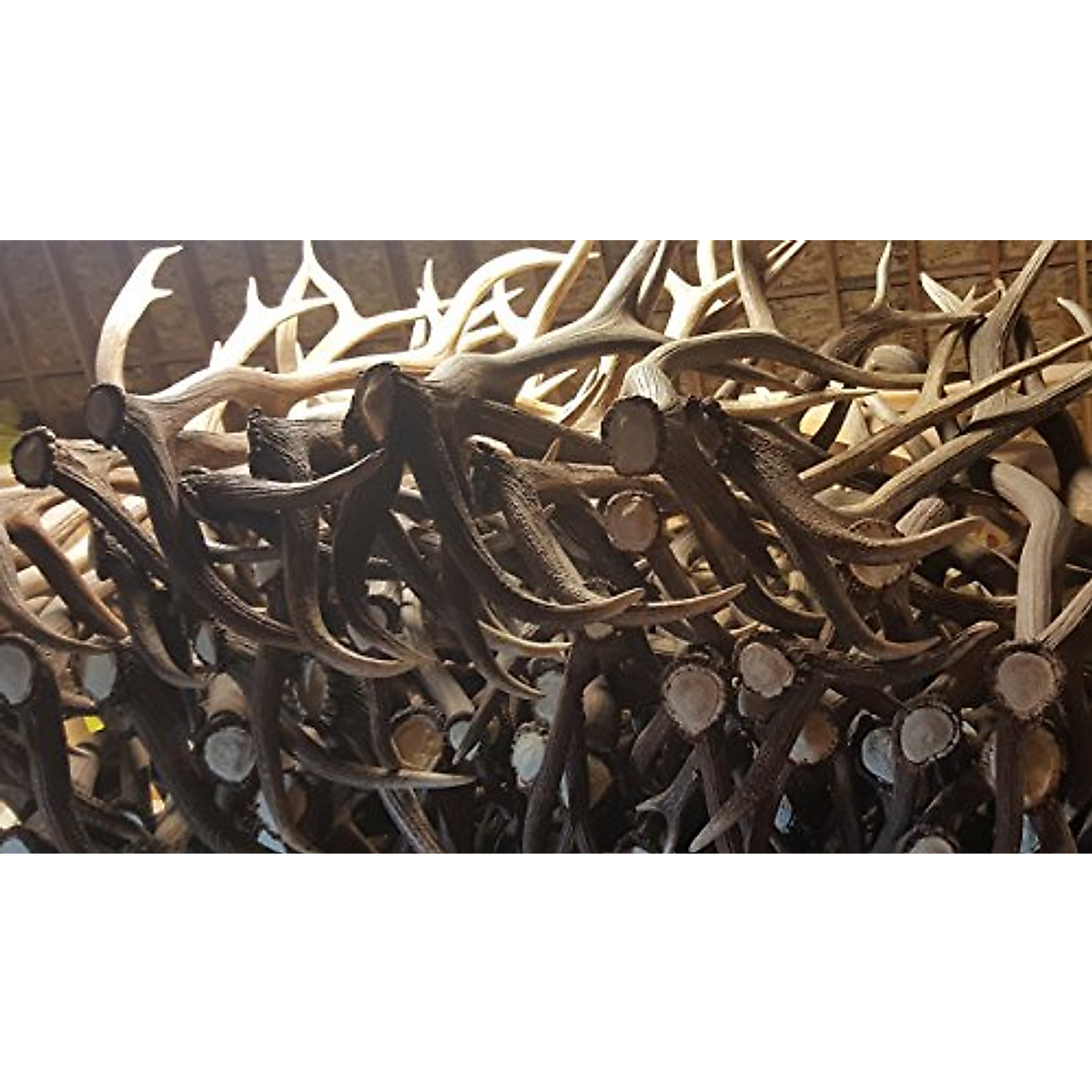 1-GIANT-JUMBO Whole Elk Antler for Dogs –XXXL All Natural premium Grade A. Antler Chew. Naturally Shed, Hand-picked, and made in the USA. NO ODOR, NO MESS. GUARANTEED SATISFACTION. For dogs 60-90+ Lbs