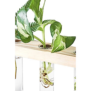 Mkono Plant Propagation Tubes, 3 Tiered Wall Hanging Plant Terrarium with Wooden Stand Mini Test Tube Flower Vase Glass Planter for Hydroponic Plant Cutting Home Garden Office Decor Plant Lover Gift