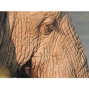 Nikon Coolpix P900 Super Zoom Camera - New