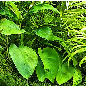 Mainam Anubias Barteri VAR. Barteri Potted Live Aquarium Plant Decorations Easy for Beginner