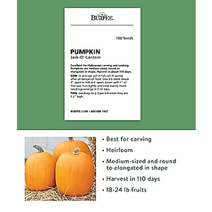 Burpee 51375A Jack O' Lantern Pumpkin Seeds 100 seeds