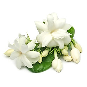 50pcs Jasmine Seeds for Planting, Non-GMO Heirloom, 90% Germination Rate, Perennial Garden Bonsai Plant, No Experience Required, Easy to Grow