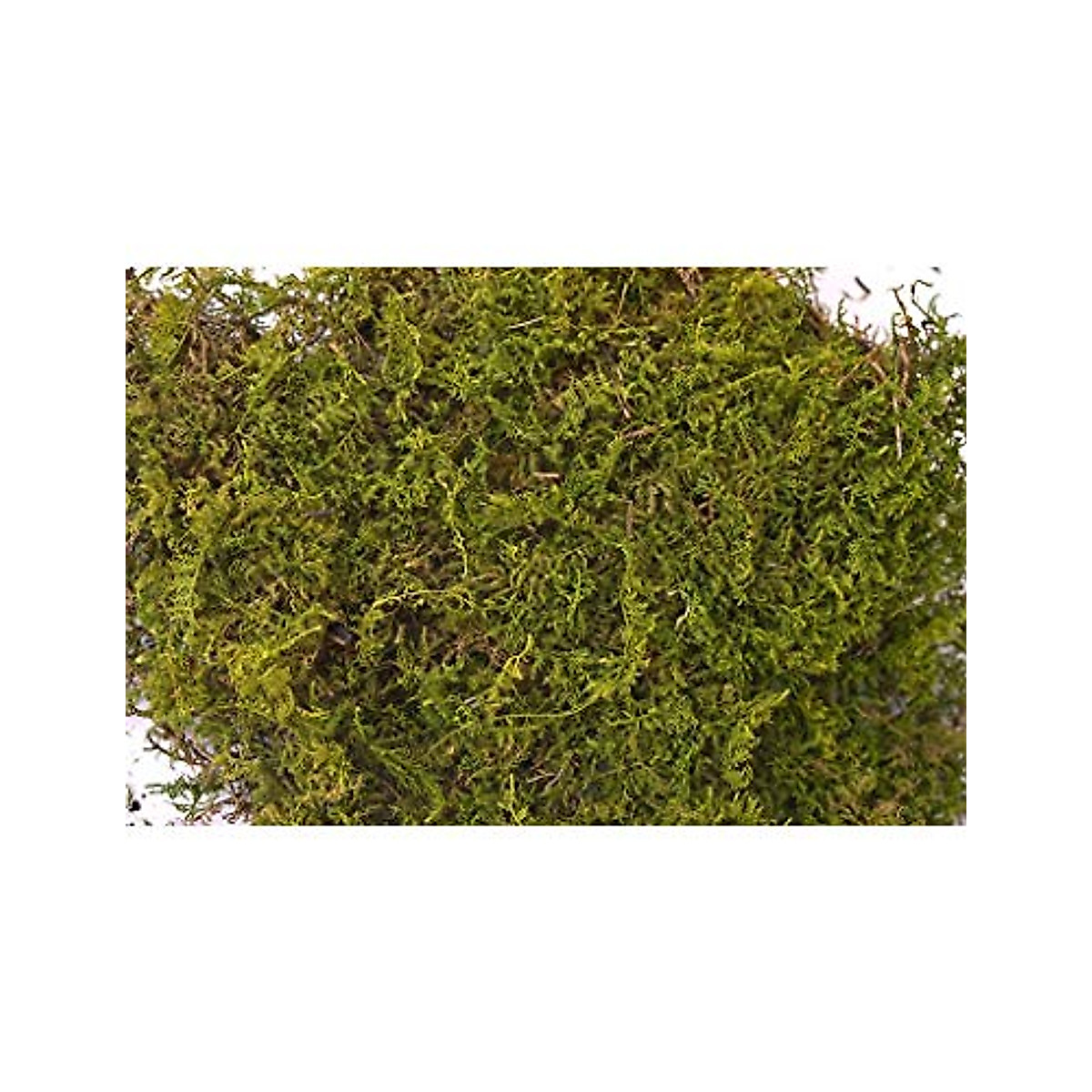 T-Rex Reptile Terrarium Décor - Terra Accents Sheet Moss