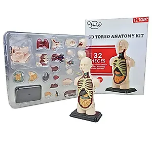 Human Anatomy Model | 32 Piece Human Body Puzzle | Perfect for Anatomy Study | Build Your Own Anatomy Museum | Torso Anatomy Model for Learning | Great Gift for Nurse, Dentist, Medical Students