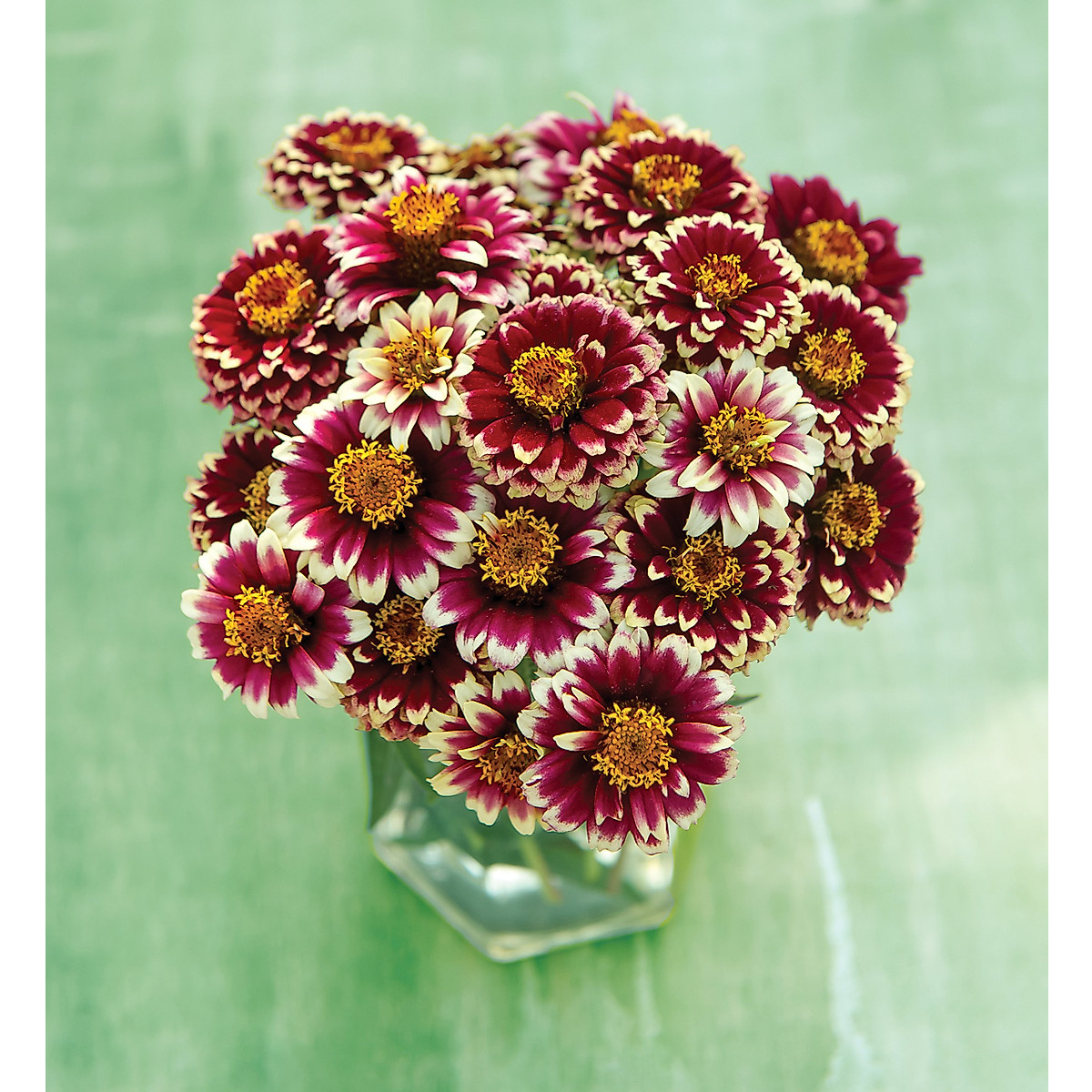 Burpee Color Crackle Zinnia Seeds 50 seeds
