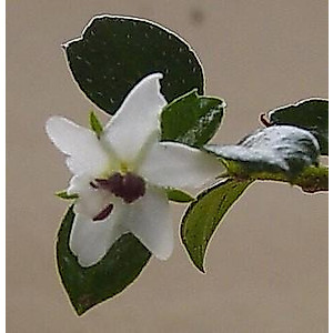 Fukien Tea Bonsai Tree - Carmona microphylla - 6" Pot - Indoor Houseplant