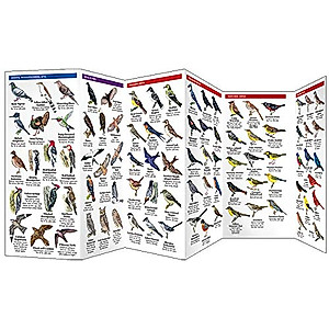 Georgia Birds: A Folding Pocket Guide to Familiar Species (Nature Observation North America)