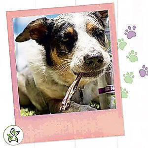 Nature Gnaws Pork Bully Sticks for Dogs - Premium Natural Dental Bones - Long Lasting Dog Chew Treats for Small Dogs & Puppies - Rawhide Free 15 Count (Pack of 1)