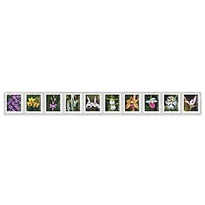 USPS Wild Orchids Flowers Forever Stamps Postal First Class US Postage Stamps Birthday Wedding Celebration Engagement Anniversary Bridal Shower (Strip of 10)