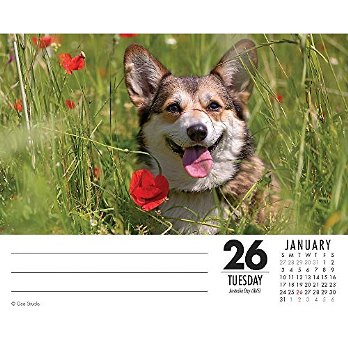Just Corgis 2021 Box Calendar (Dog Breed Calendar)