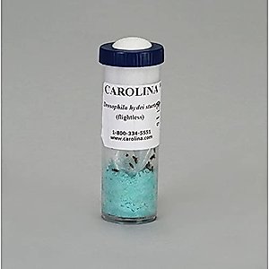 Carolina Biological Supply Company Drosophila, Living, Species D. hydei Sturtevant