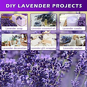 Dried Lavender Bundles, Uieke Natural Dried Lavender Flowers 280-300 Stems 16“ for Home Weeding Decoration Flower Arrangements Home Fragrance 2 Bundles