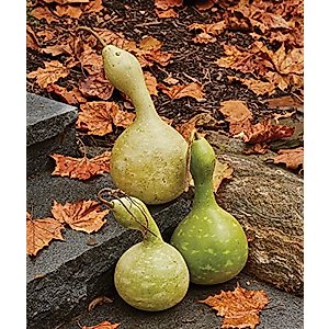 Burpee Ornamental Large Bottle Gourd Heirloom Gourd Seeds 50 seeds