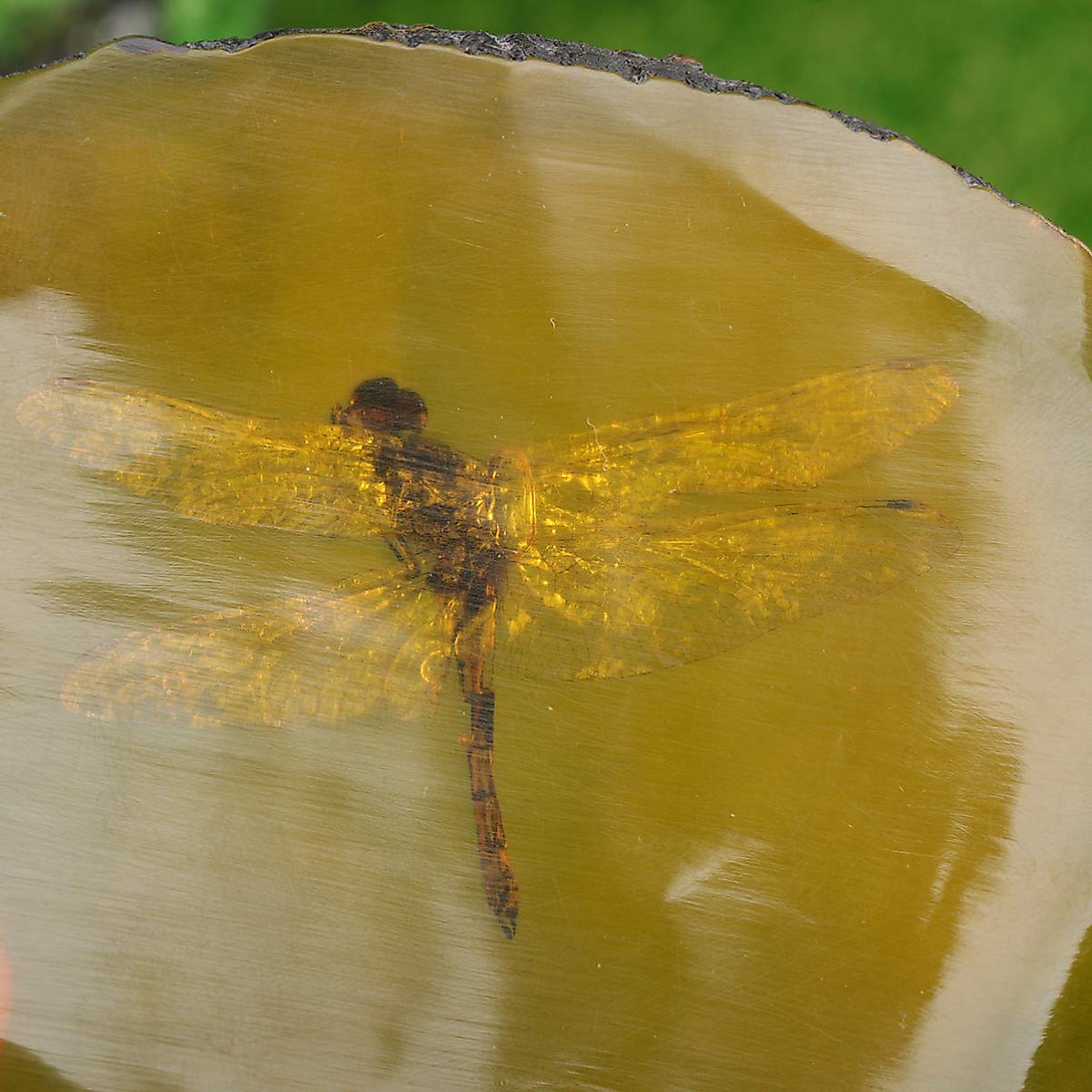 Amber,Artificial Amber Specimen Pendant Butterfly Scorpions Insects Amber Stone Ornament for Collection(Dragonfly)