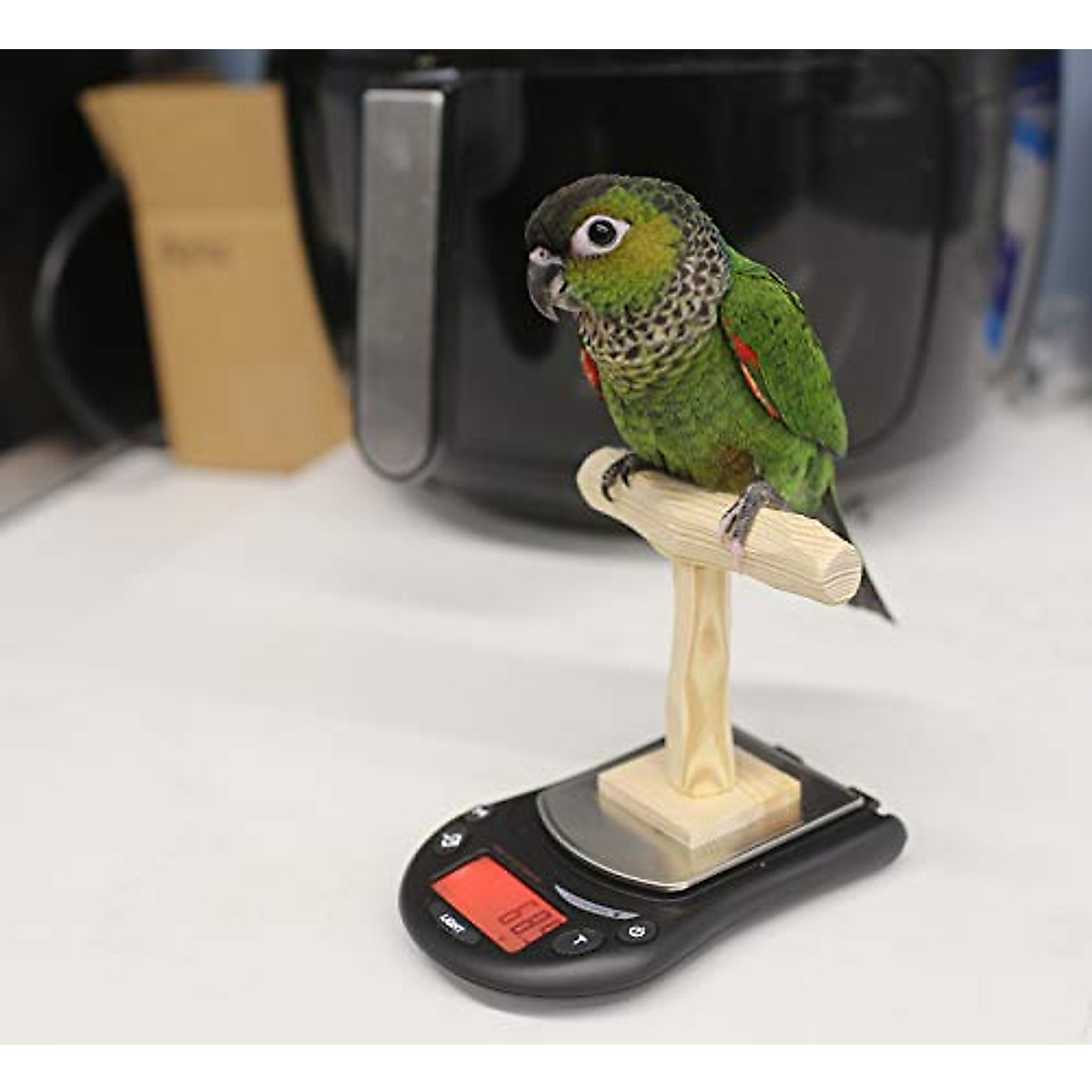 Mini NU Perch Parakeet Training Scale - Small Parrots & Parakeets