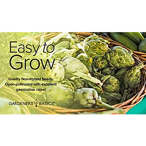 Artichoke Seeds for Planting - Green Globe Non-GMO Perennial Vegetable Variety- 3 Grams Seeds Great for Summer Gardens by Gardeners Basics