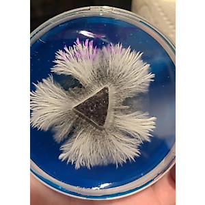 Booming Acres 70mm Potato Dextrose Yeast Colored Agar Cup 15 Pack | Premade Prepoured Sterile Agar Cups