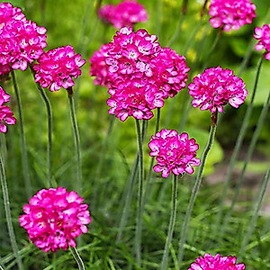 Outsidepride Armeria Maritima Thrift Sea Pink Garden Flower Plant Seed - 2000 Seeds