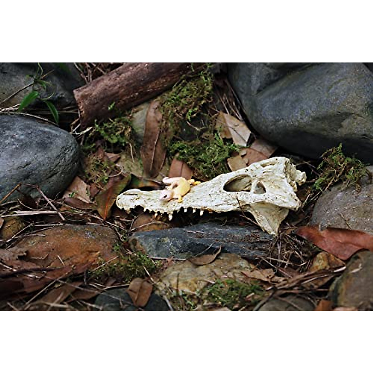 Crocodile Reptile Amphibian Skull Habitat Hide - Premium Non-Toxic Resin for Aquariums & Terrariums – Large Size