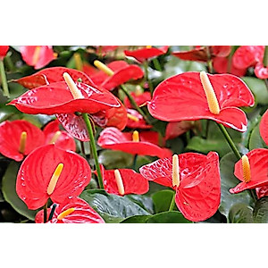 15 Red Anthurium Plant Seeds for Growing Indoor, Ornaments Perennial Garden Simple to Grow Pot