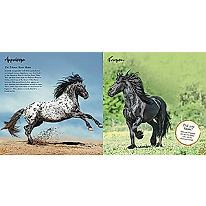 The Book of Horses: The ultimate guide to horses around the world