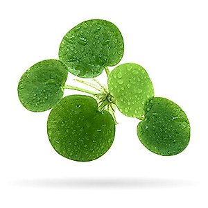 20+ Leaves Amazon Frogbit (+Free Bonus Plant) Live Floating Plant for Aquarium (Limnobium Laevigatum) by Aquarigram