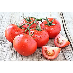 Homestead Heirloom Tomato Seeds, 250+ Seeds Per Packet, (Isla's Garden Seeds), Non GMO Seeds, Botanical Name: Solanum lycopersicum