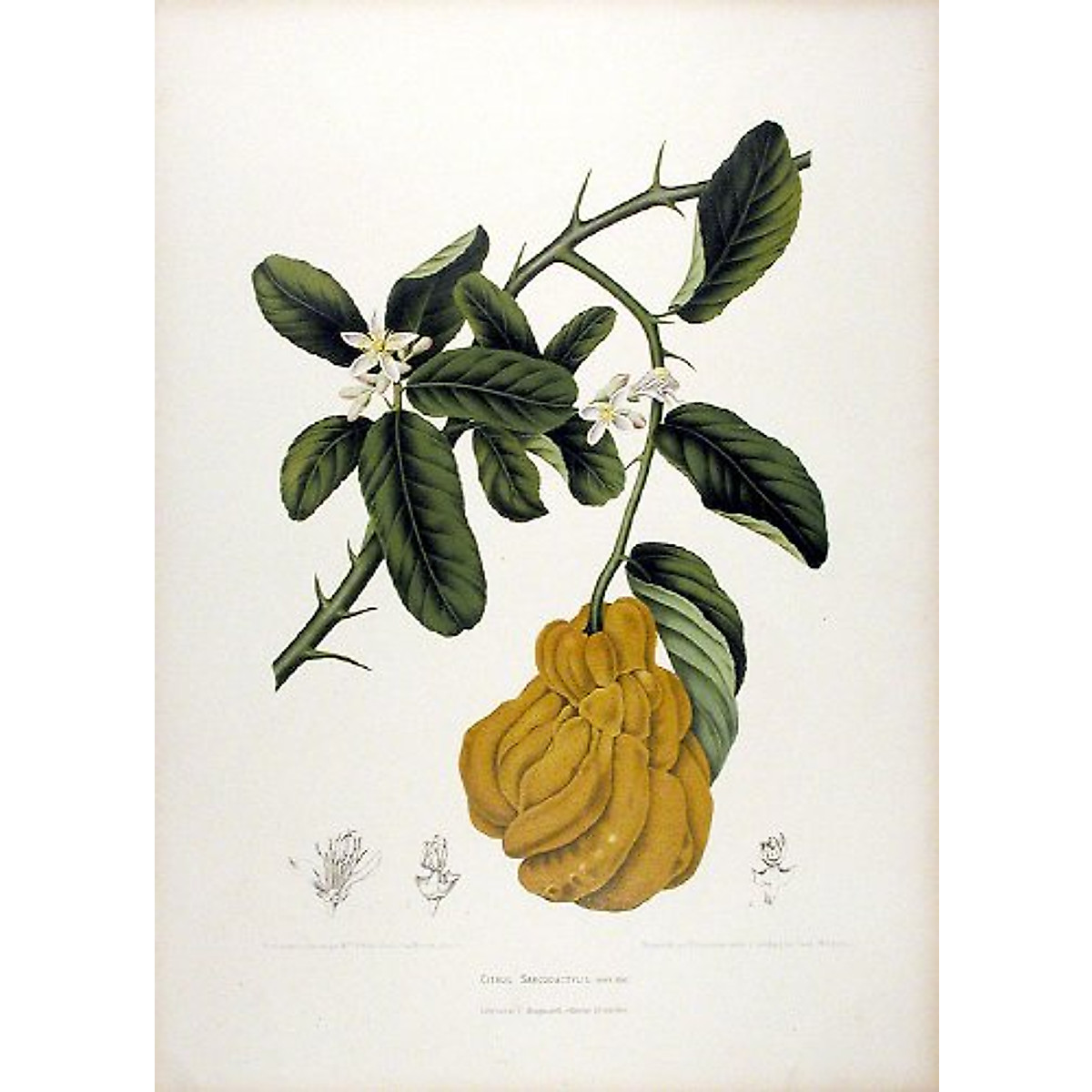 Citrus Sarcodactylis [Fingered Citron or Buddha's Hand]