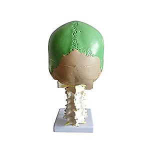Global-Dental Human Skull Anatomical Teaching Model with 7 Cervical Vertebrae Nerve and Artery with Stand