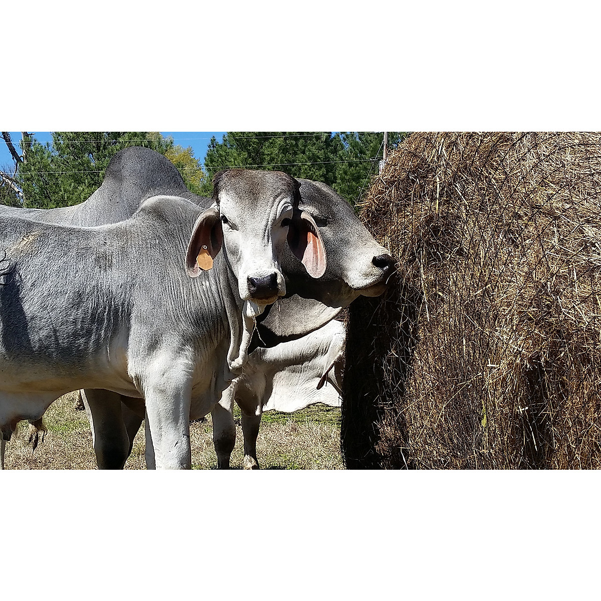 Texas Haynet Livestock Round Bale Hay Net