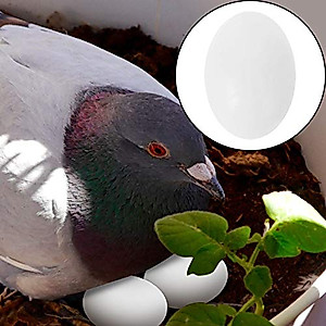 POPETPOP Fake Pigeon Eggs - 30Pcs Parrot Dummy Eggs White Solid Plastic Simulation Hatching Eggs Pigeon Birds Dummy Eggs for Hatch Incubation Breeding Solid