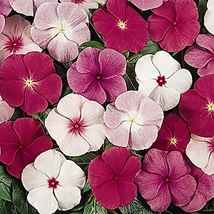 Outsidepride Vinca Periwinkle Titan Garden Flower, Ground Cover, & Container Plant Mix - 50 Seeds