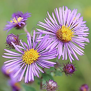New England Aster Seeds Michaelmas Daisy Easy to Grow Long-Lived Perennial Attracts Pollinators Cut Flowers Deer & Rabbit Resistant Bed Border Potted Outdoor 100Pcs by YEGAOL Garden