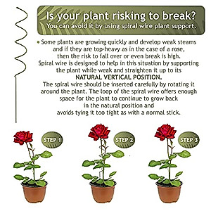 Stem Plant Support Stakes – 16 inches 3X Single Stem Flower Stakes and 3X Spiral Support for Climbing Plants Garden Stakes and Support for Potted Plants Rose Orchid Lily Dahlia Clematis Ipomoea
