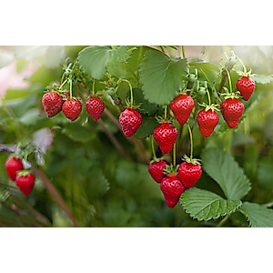 710+ Dwarf Fruit Seeds for Planting (Individually Packaged) Cherries 10pcs White Strawberry 200pcs Red Strawberry 200pcs Raspberry 200pcs Elderberry 100pcs