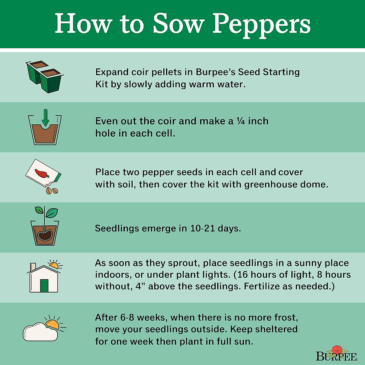 Burpee Tangerine Dream Sweet Pepper Seeds 30 seeds